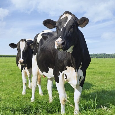 Wholesale Bulk Cattle – Avante Trade